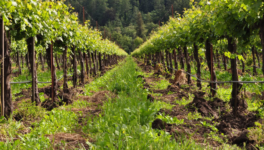 How to Obtain a New York State Farm Winery License - Hops & Vine ...
